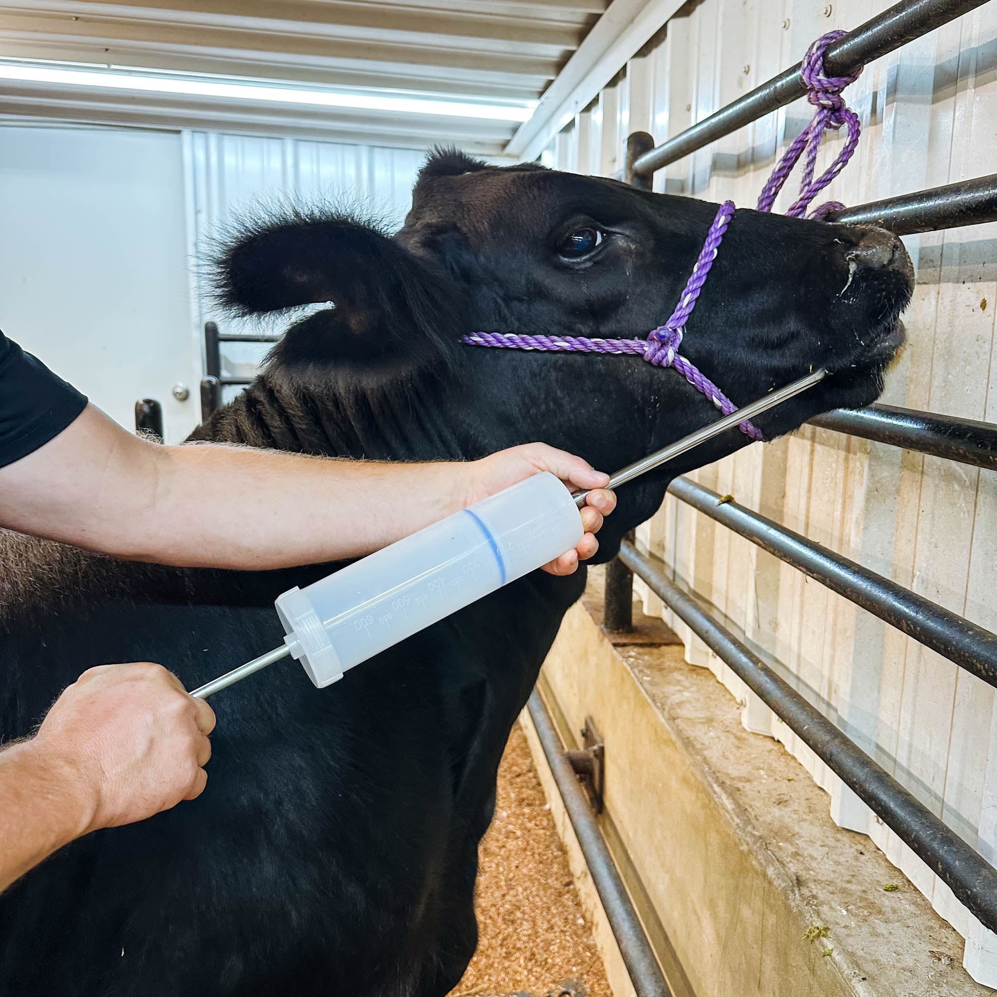 Easy Drench 600cc | Stock Up Supply